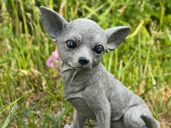 Blue Apple Head Chihuahua