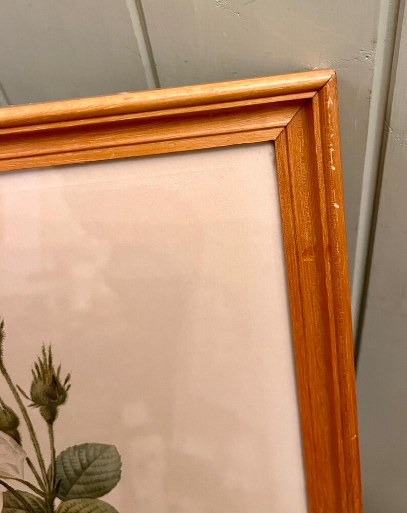 Framed Artwork White Moss Rose - Misty Roses - 1800's Pierre Joseph ...