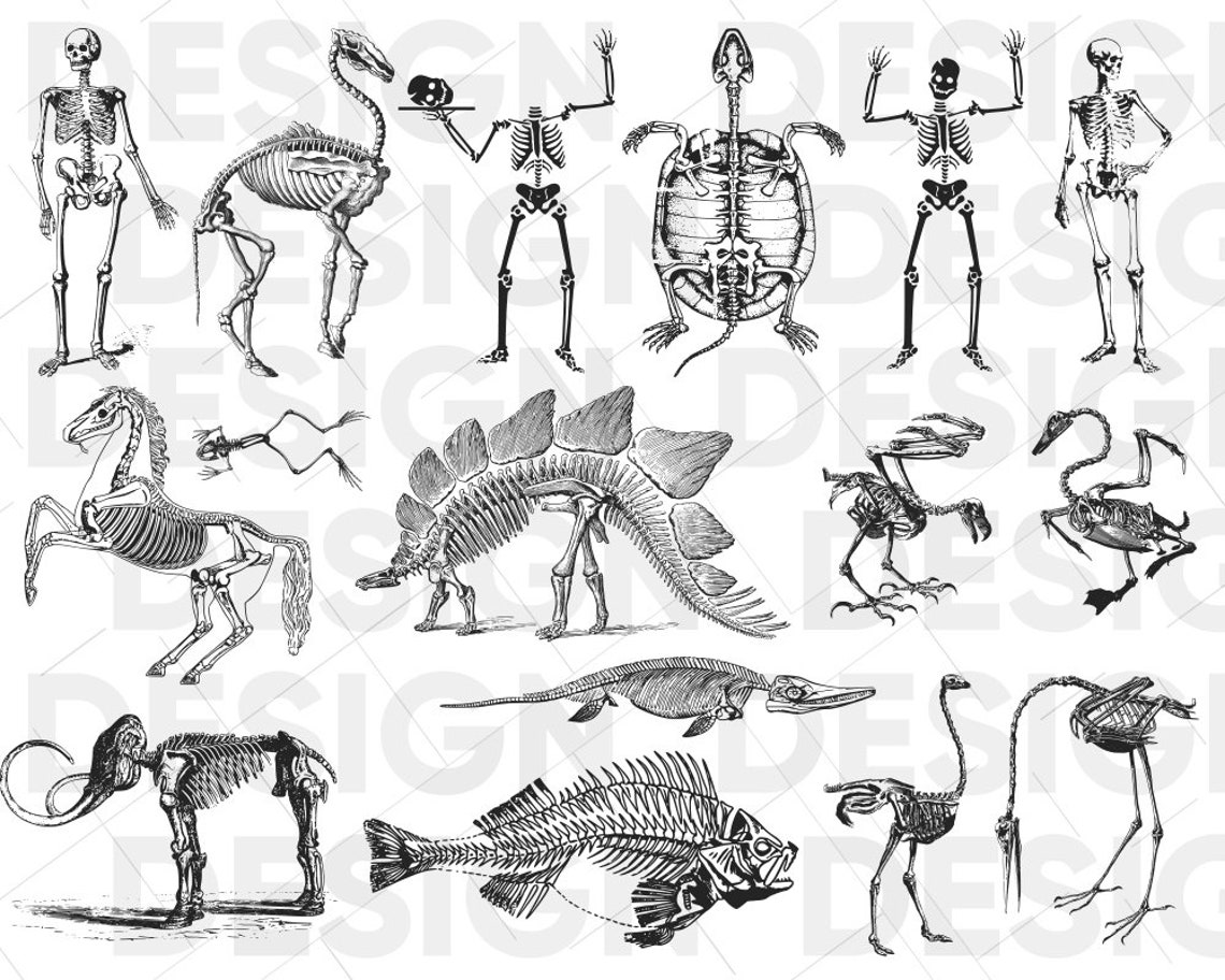 10 ANIMAL SKELETON SVG Bundle Animal Skeleton Svg Vector - Etsy