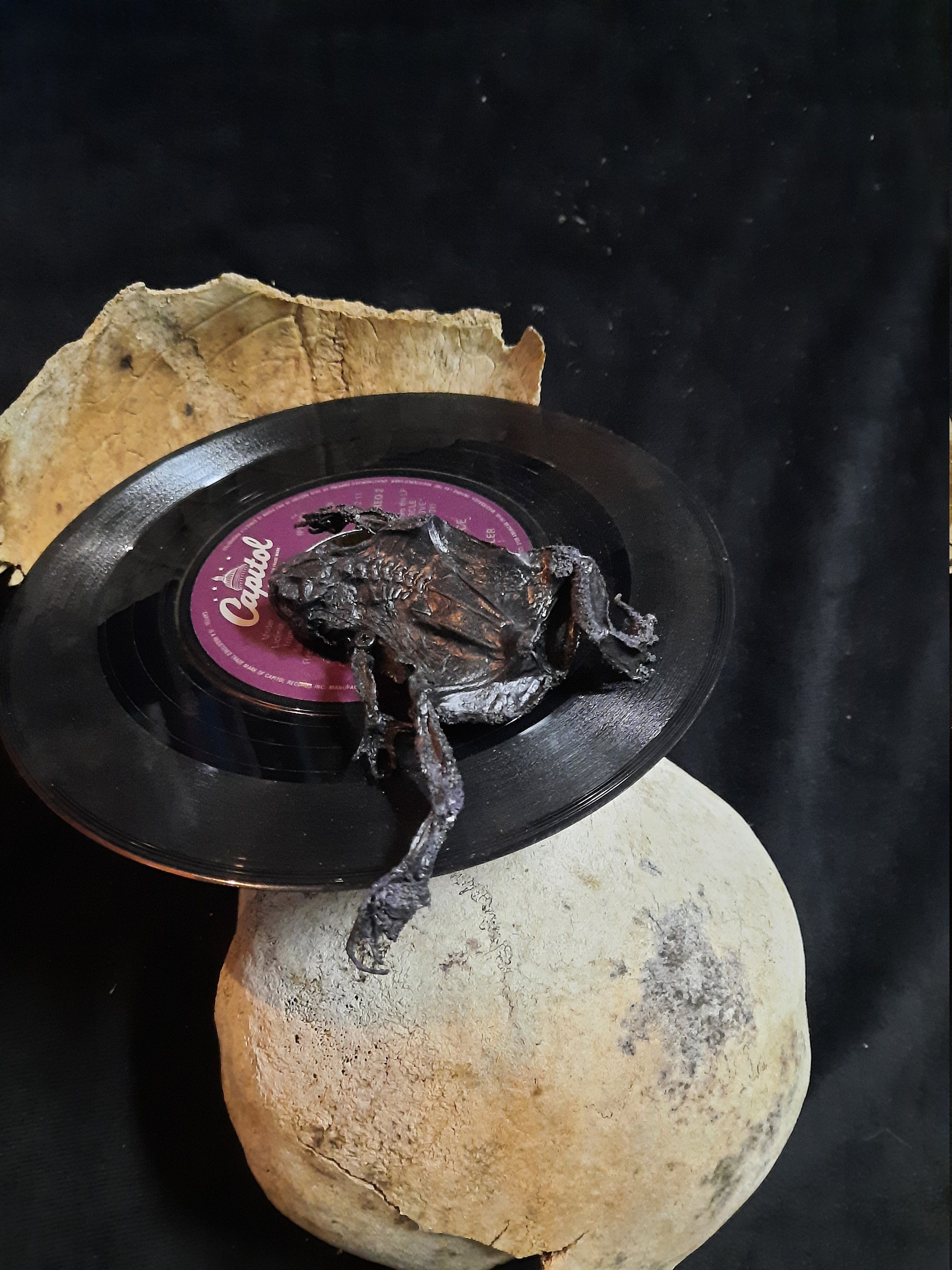 Mummified Toad | Etsy