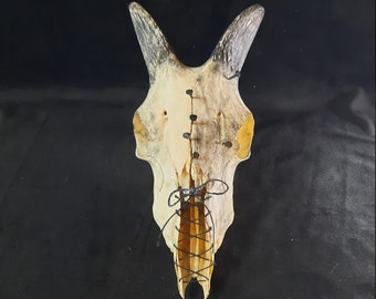 Real Goat Skull - Etsy