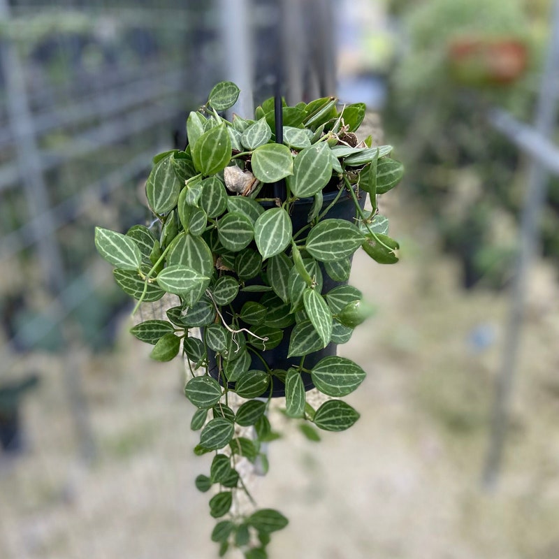 String of Nickels - Etsy