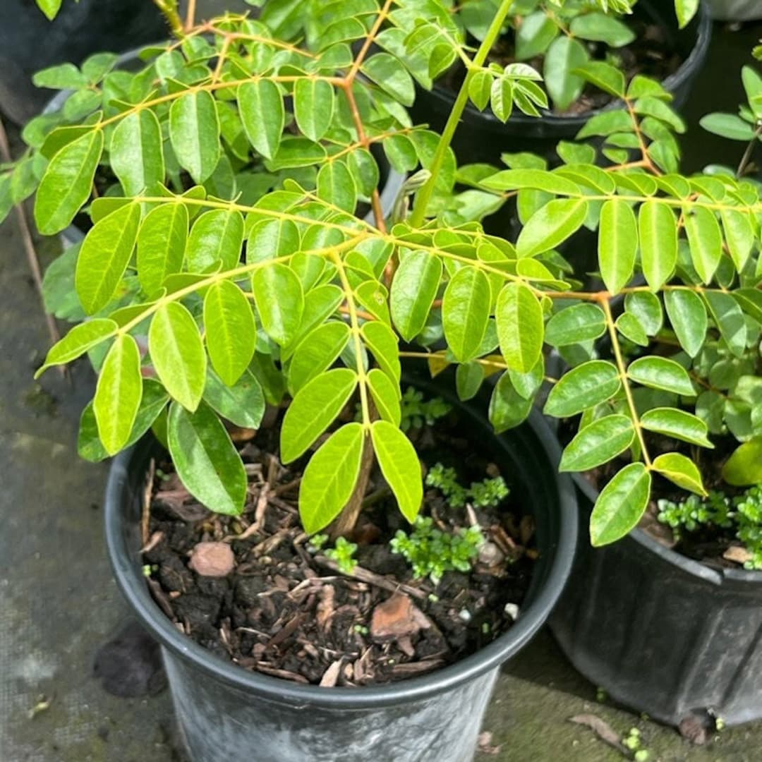 Quita Maldicion Planta, Free Shipping - Curse Removing Plant ...