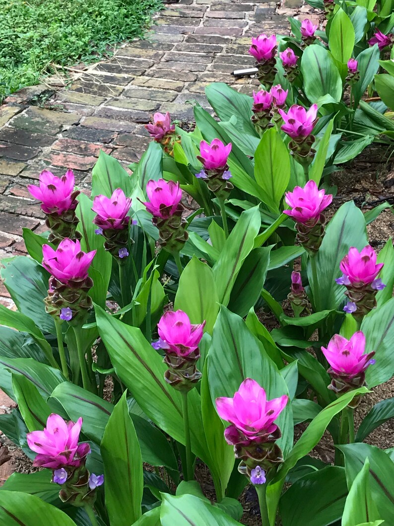 Curcuma shadow Siam Tulip Tulip Ginger Rhizomes - Etsy