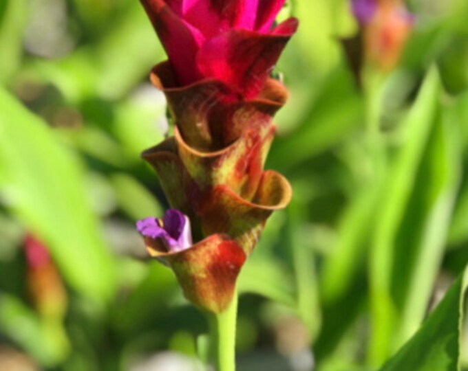 2 Rhizomes of Blue Turmeric. Curcuma Caesia. Freshly Harvested, Easy to ...
