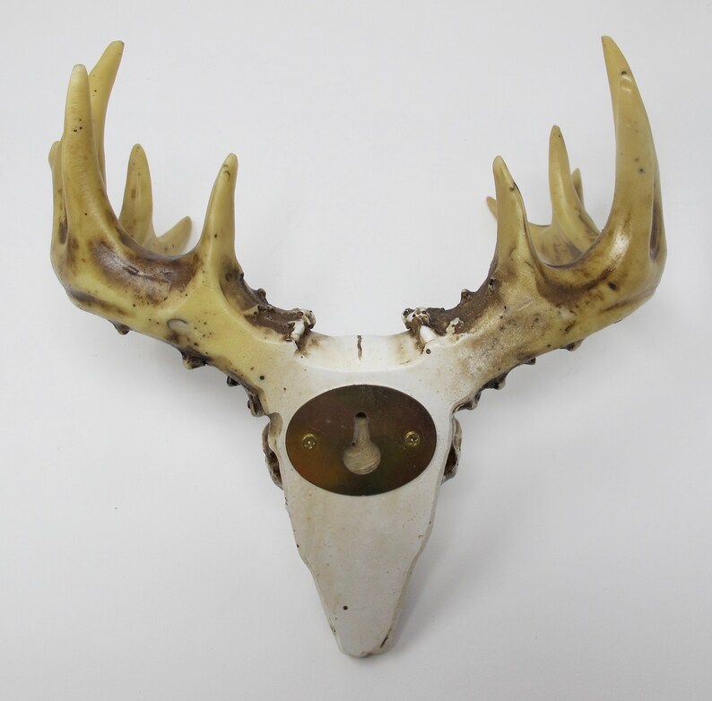 Resin Stag Skull Replica With 7-point Antlers - Etsy