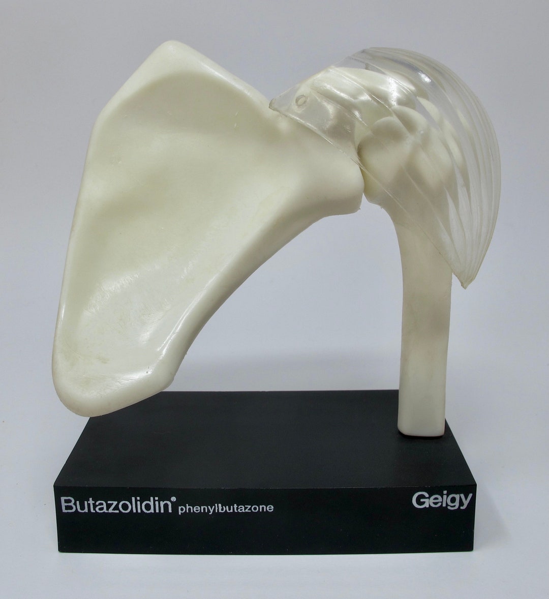1980s Anatomical Human Shoulder Blade Model From Geigy - Etsy