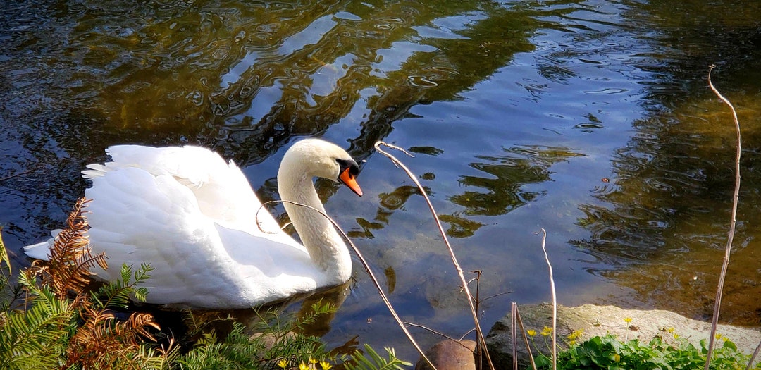 Swan Side View High Quality Nature Photo Print 16x8 - Etsy