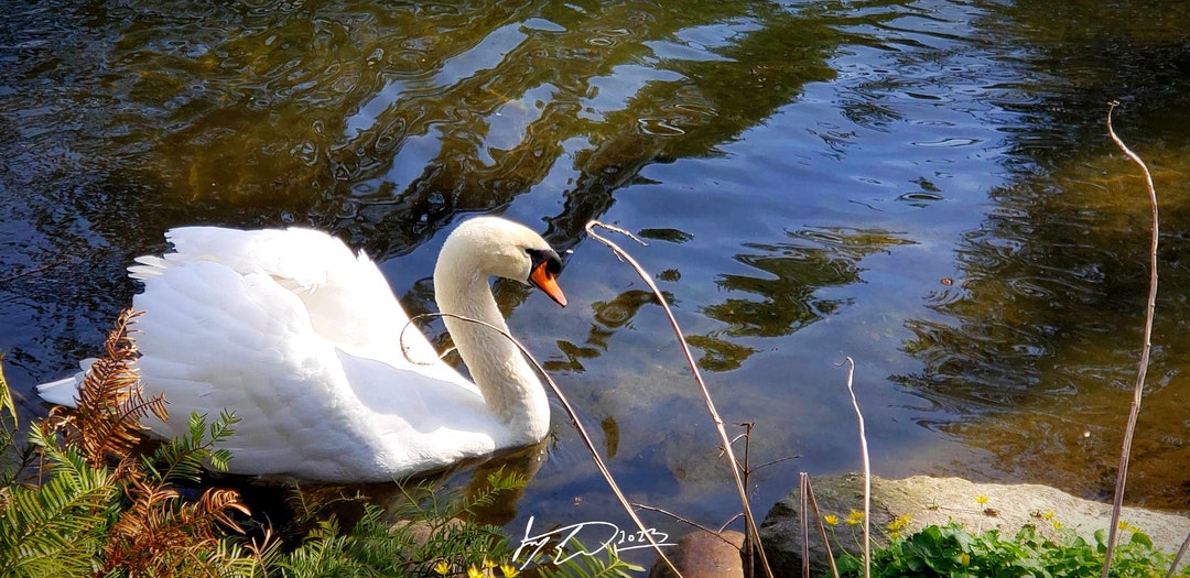 Swan Side View Photo Print Waterfowl Photography Bird Photography Wall ...