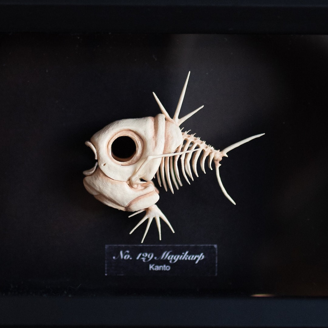 Magikarp Skeleton Pokémon Taxidermy Shadowbox 5x7 - Etsy