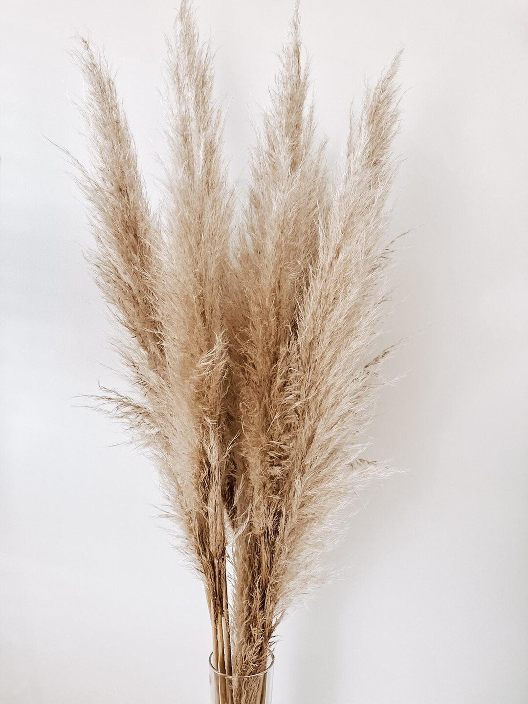 Bunch of 5 Large Beautiful Pampas Grass - Etsy