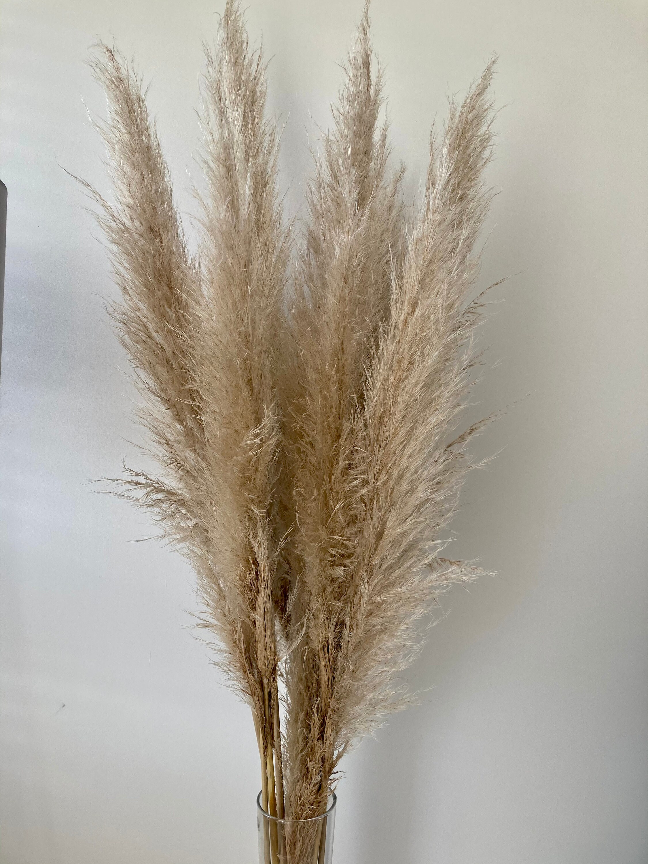 Bunch of 5 Large Beautiful Pampas Grass - Etsy