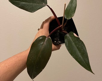 Philo Pink Princess Plant - Etsy