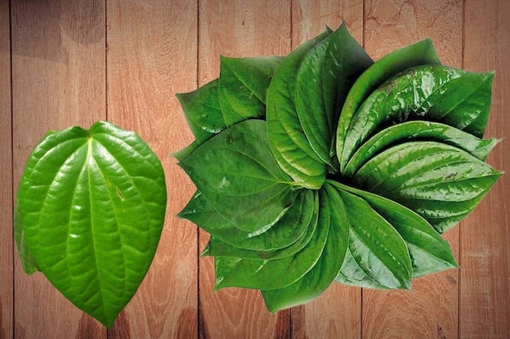 Dried Betel Leaves Fresh Dried Herbal Leaf for Health ceylon | Etsy