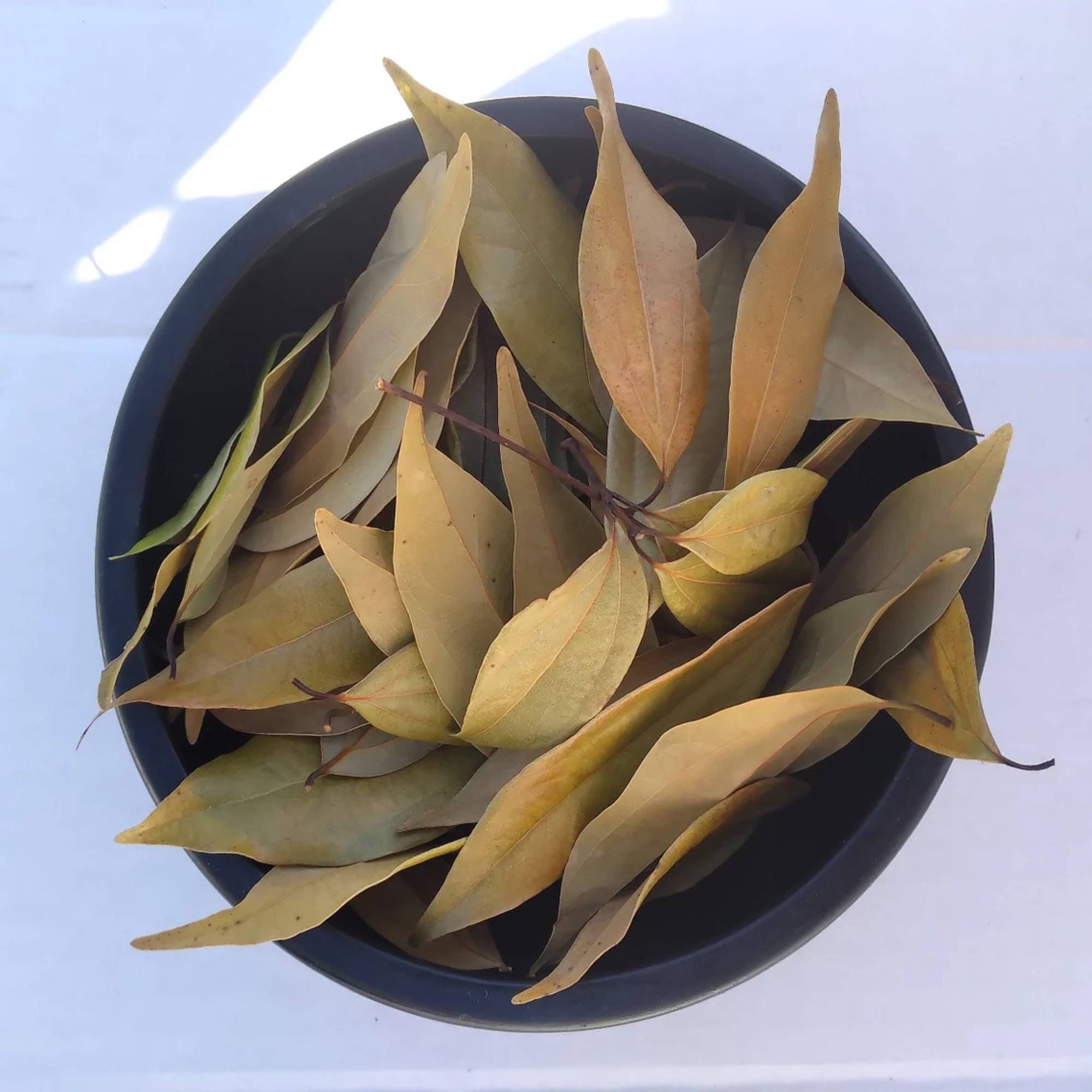 100+ Dried Cinnamon Leaves, 100% Organic Hand Picked & Sun Dried ...