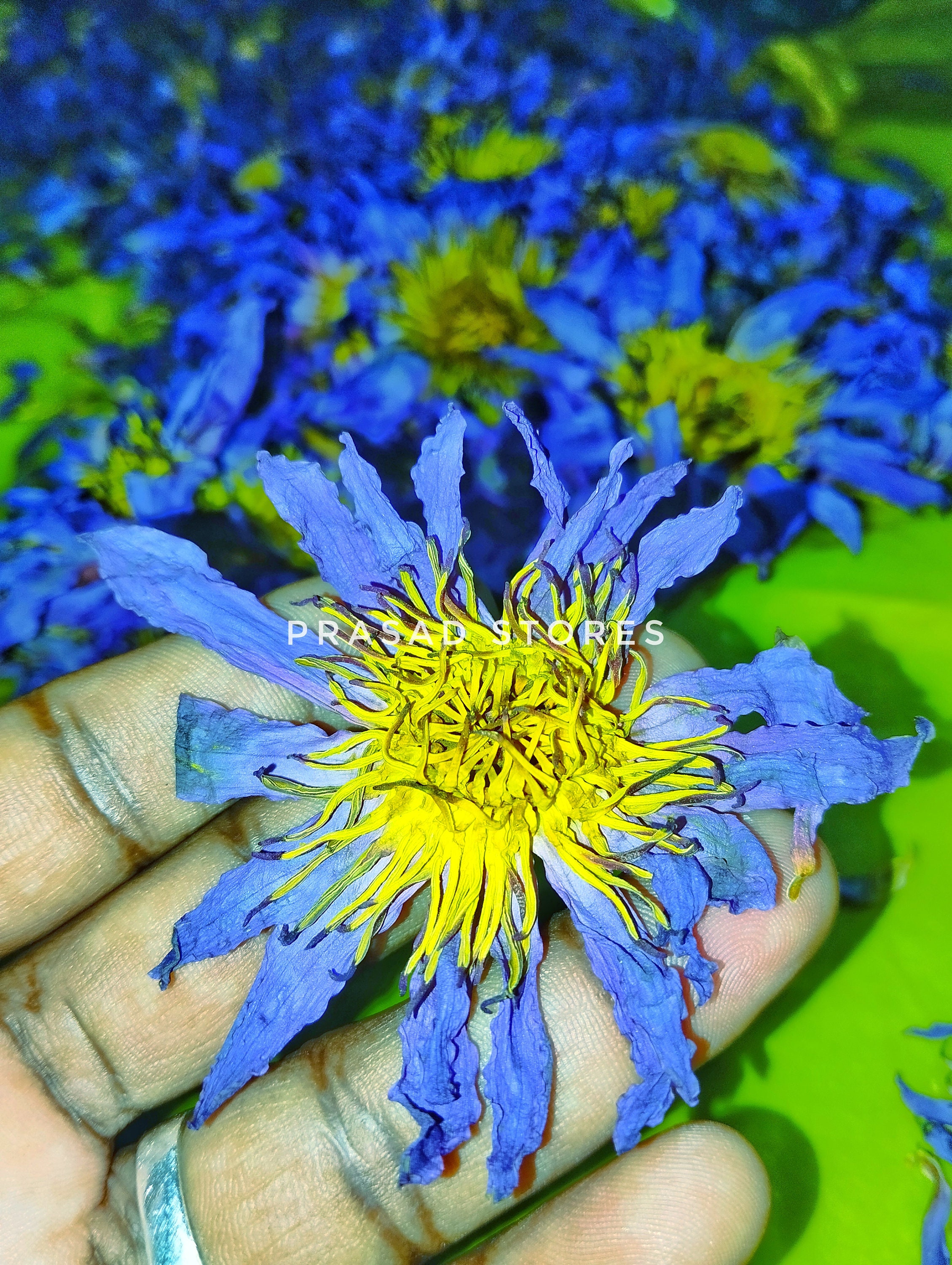 Egyptian Blue Lotus Flower