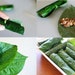 Dried Betel Leaves, Fresh Dried Herbal Leaf for Health ,ceylon 100 ...