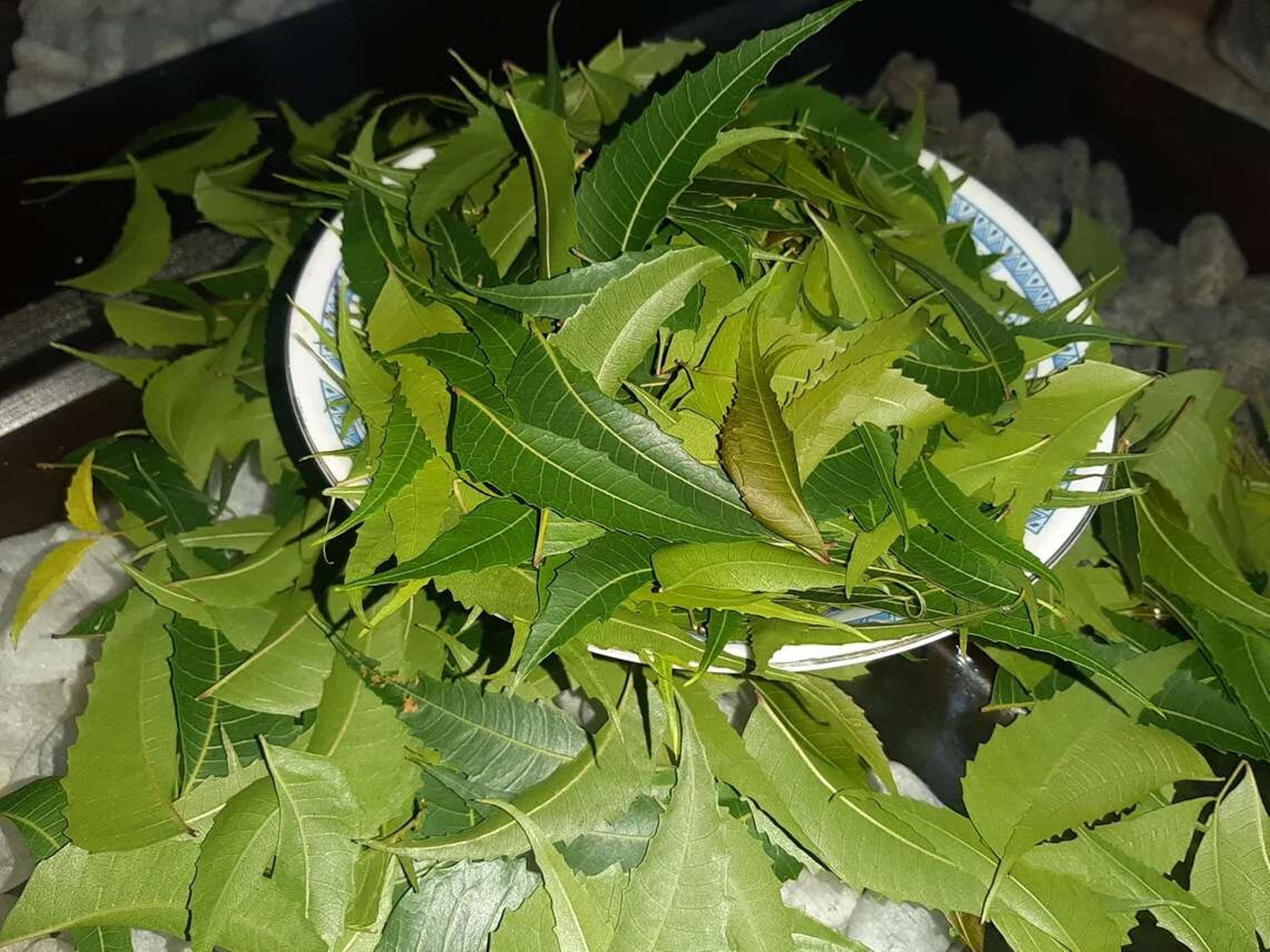 Dried Neem Kohomba Leaves 100% Organic High Quality Made - Etsy