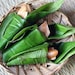 Dried Betel Leaves, Fresh Dried Herbal Leaf for Health ,ceylon 100 ...