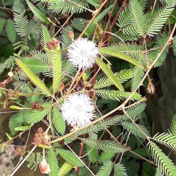 Mimosa Pudica Root - Etsy