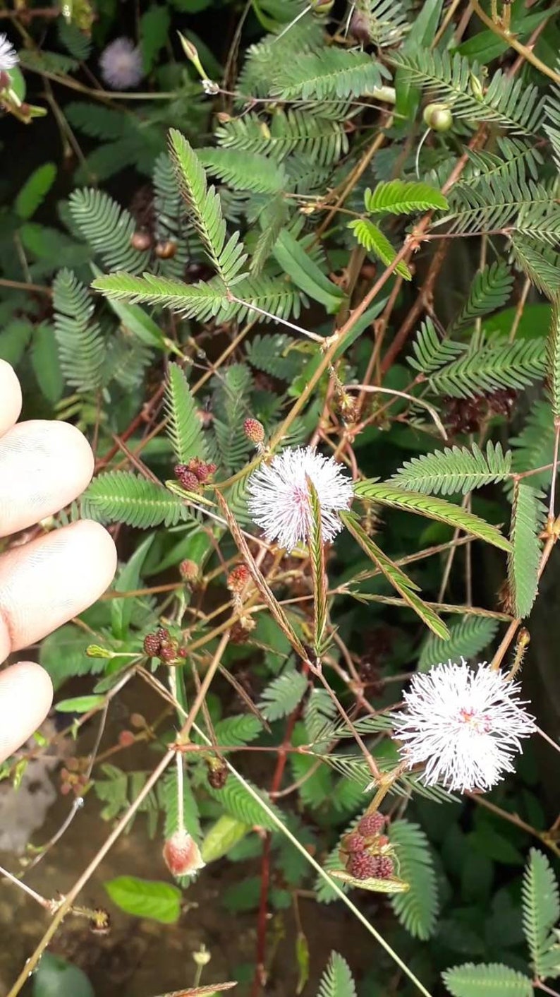 Dried Shama Macka Leaves, Sensitive Plant Organic Herbal Tea sensitiva ...