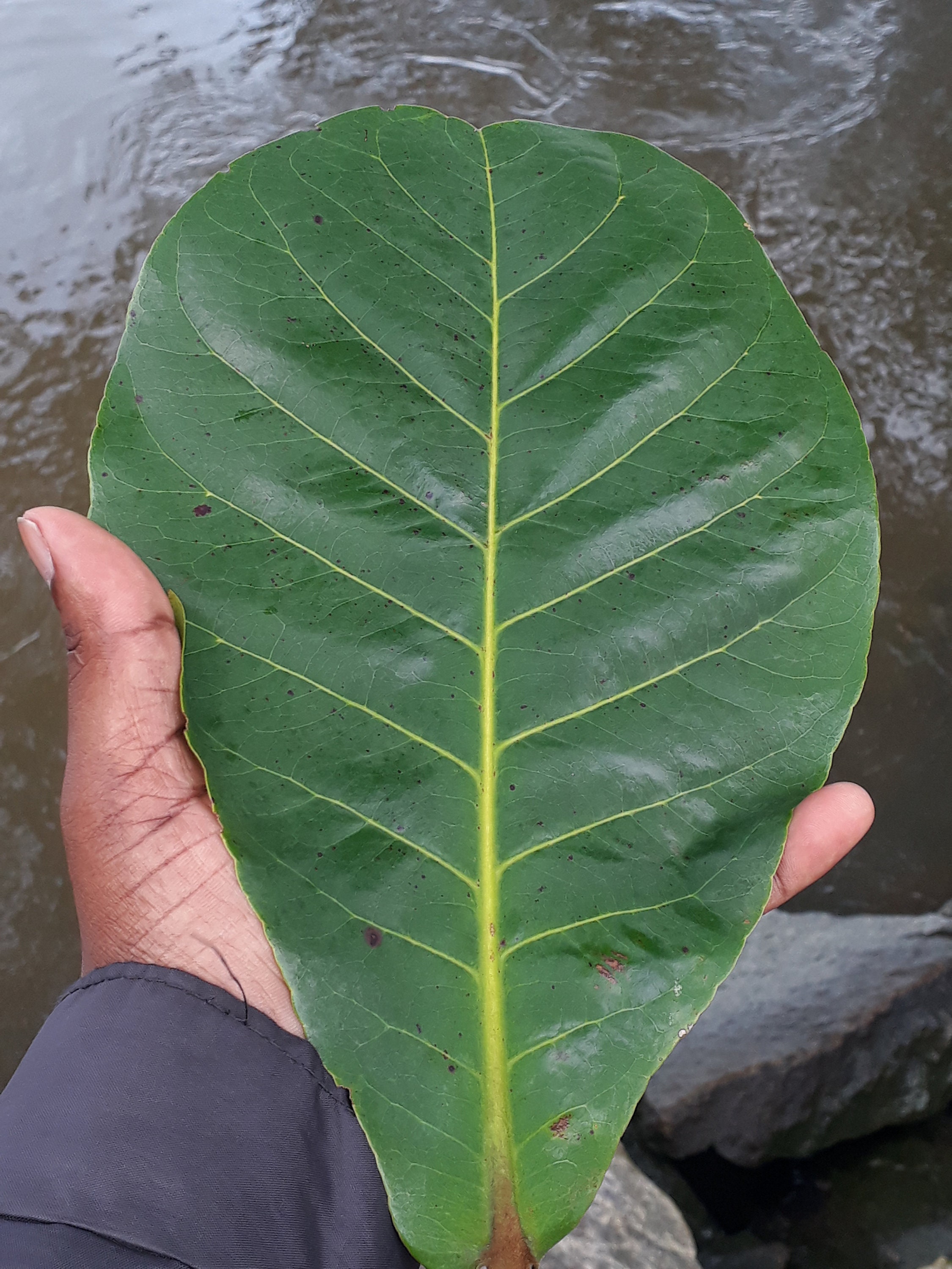 Dried Catappa Leaves Almond Leaves for Aquariums,betta & More, Shrimps ...