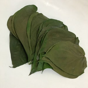 Dried Betel Leaves, Fresh Dried Herbal Leaf for Health ,ceylon 100 ...