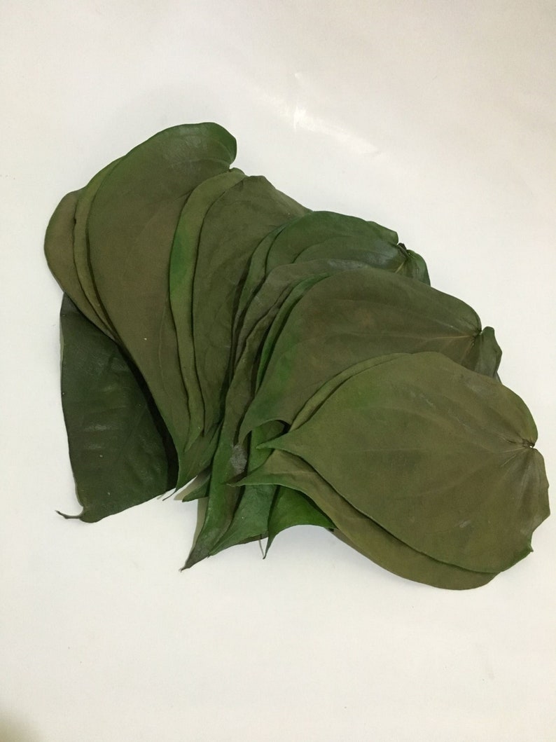 Fresh Betel Leaves (Paan Leaves) – 20 Count Pack | Natural, Aromatic ...