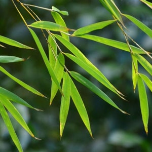 Bamboo Leaves, Herbs Tea and Floral Art Craft, Dried Bamboo Leaves Pack ...