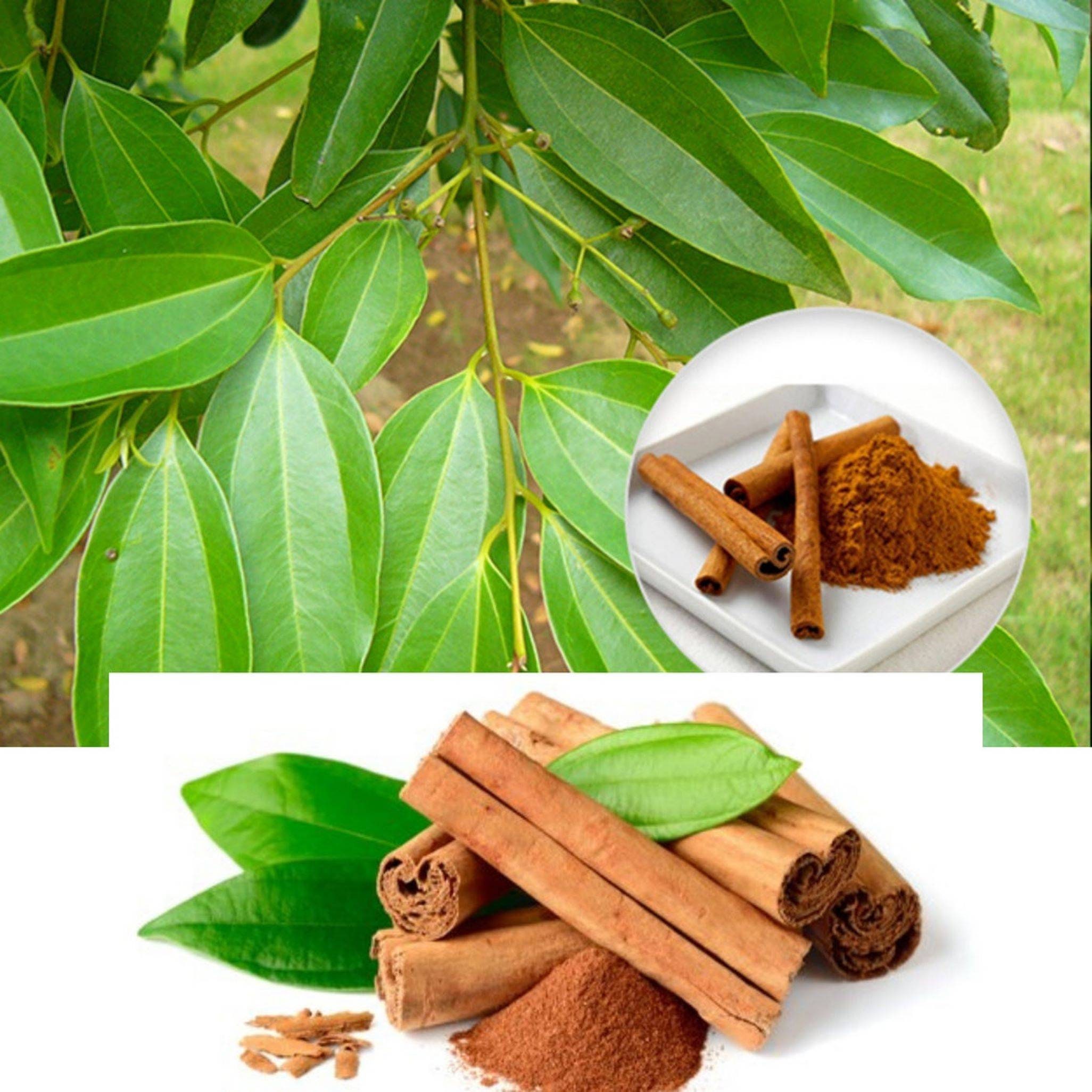 100+ Dried Cinnamon Leaves, 100% Organic Hand Picked & Sun Dried ...