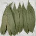 Bamboo Leaves, Herbs Tea and Floral Art Craft, Dried Bamboo Leaves Pack ...
