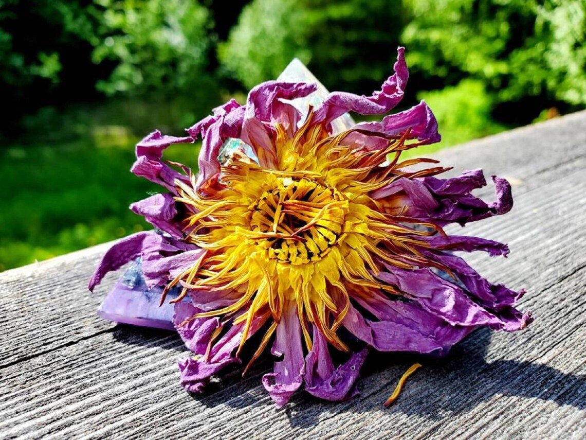 Organic Dried Blue Lotus Flowersnymphaea Caerulea Blue Tea - Etsy