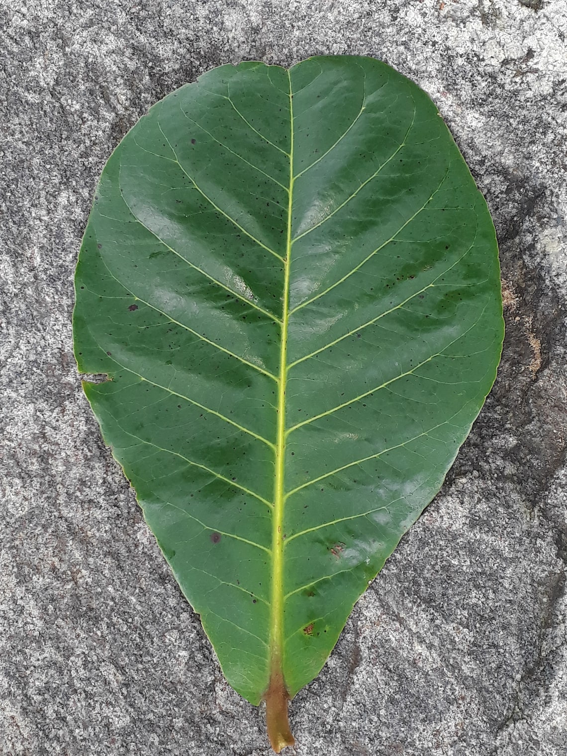 Dried Catappa Leaves Almond Leaves for Aquariums,betta & More, Shrimps ...