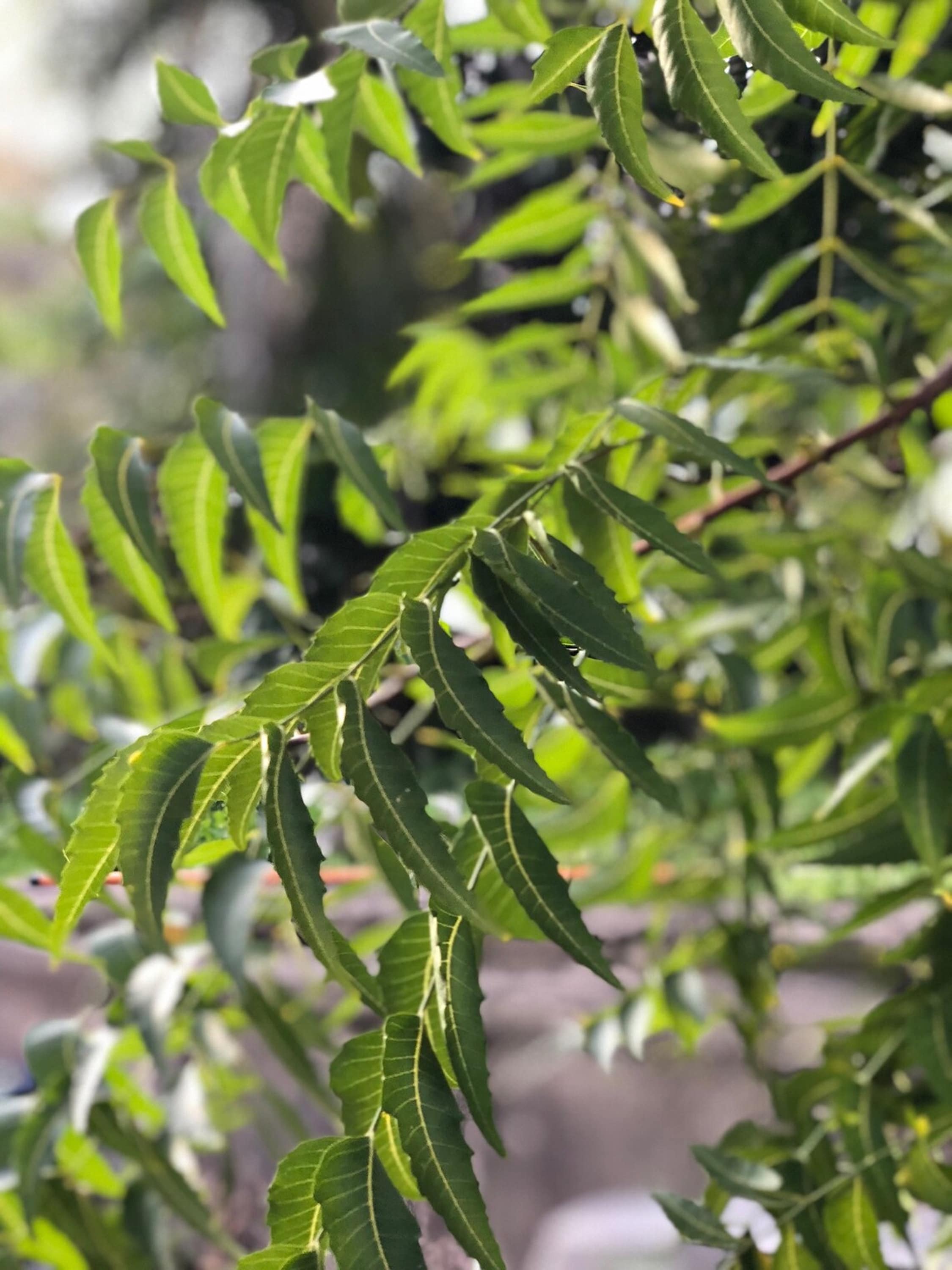 Dried Neem Kohomba Leaves 100% Organic High Quality Made - Etsy