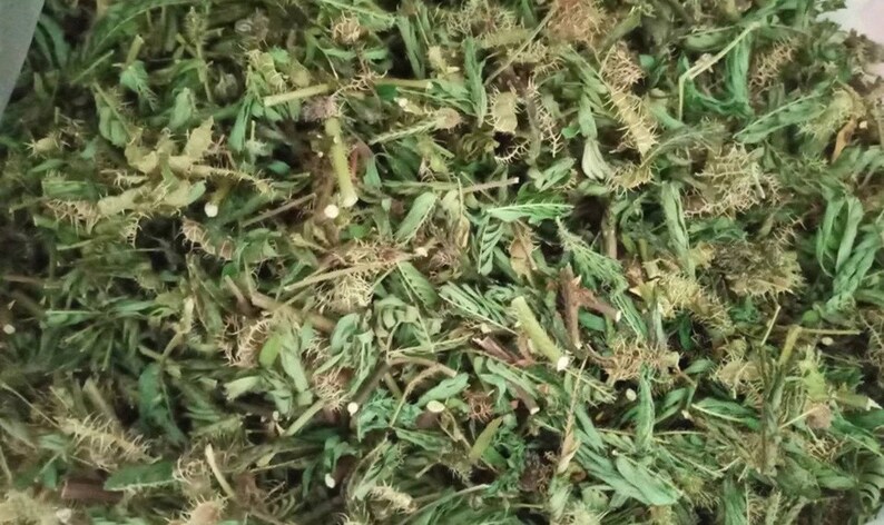 Dried Shama Macka Leaves, Sensitive Plant Organic Herbal Tea sensitiva ...