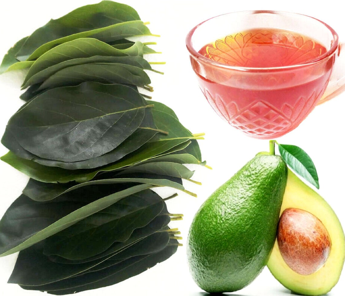 Best Quality Dried Avocado Leaves 100% Organic Herbal Tea ...