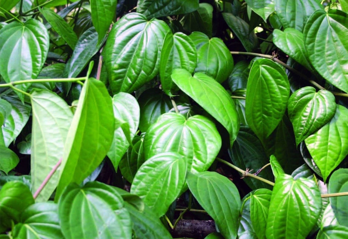 Dried Betel Leaves Fresh Dried Herbal Leaf for Health ceylon | Etsy