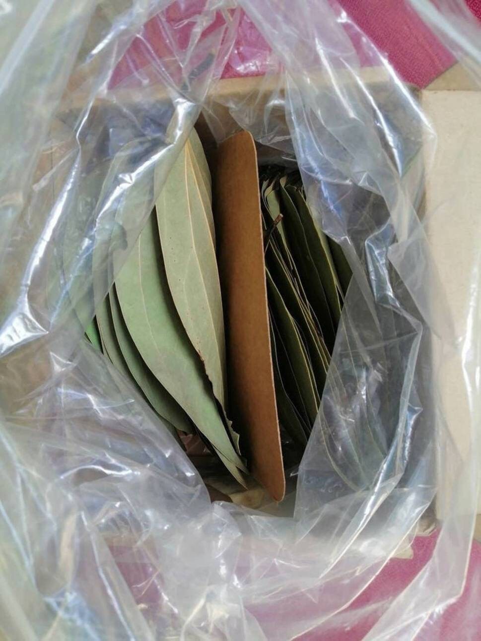 100+ Dried Cinnamon Leaves, 100% Organic Hand Picked & Sun Dried ...