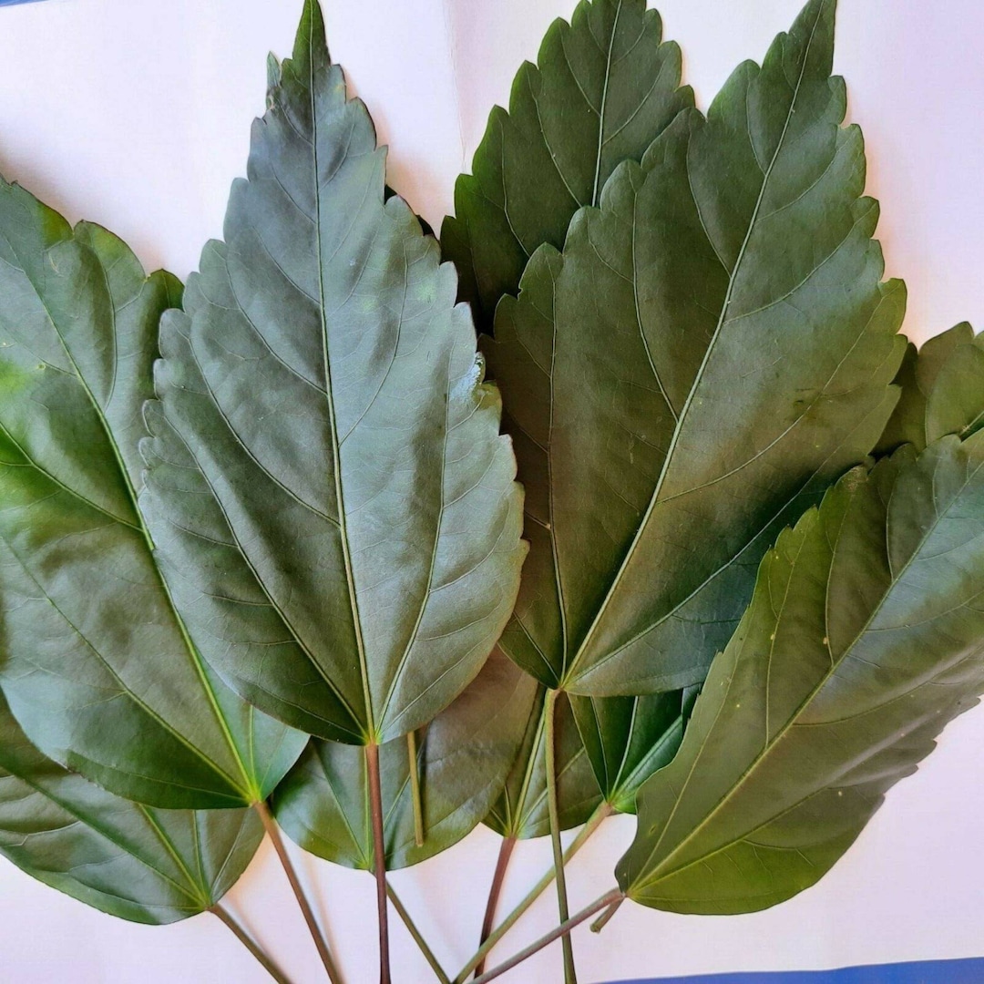 Dried Hibiscus Leaves, Hibiscus Powder, Organic Herbal Gudhal Leaves ...