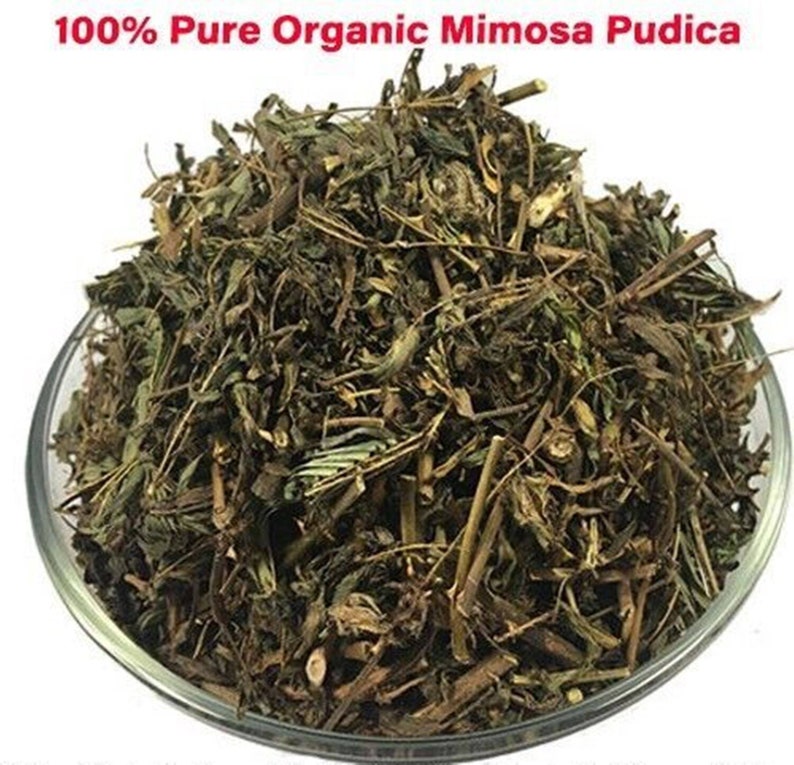 Dried Shama Macka Leaves, Sensitive Plant Organic Herbal Tea (sensitiva ...