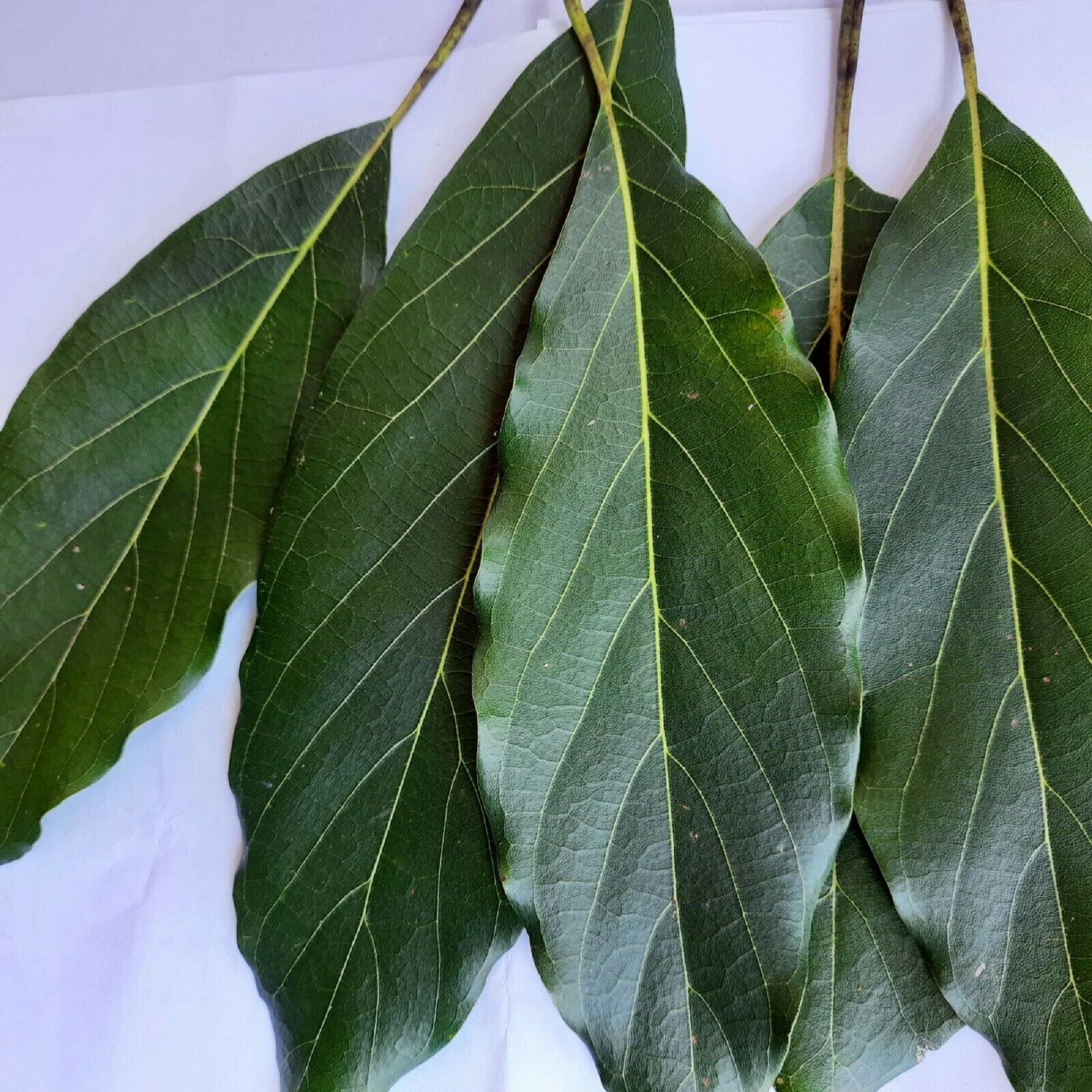 Best Quality Dried Avocado Leaves 100% Organic Herbal Tea ...