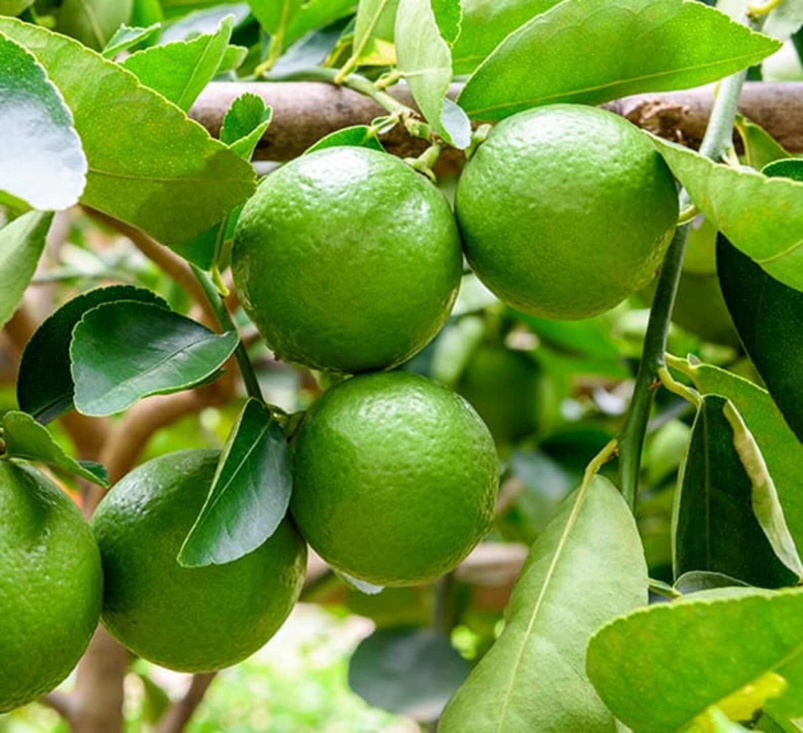 Key Lime Tree Seeds Citrus aurantifolia Lime Seeds Fast | Etsy