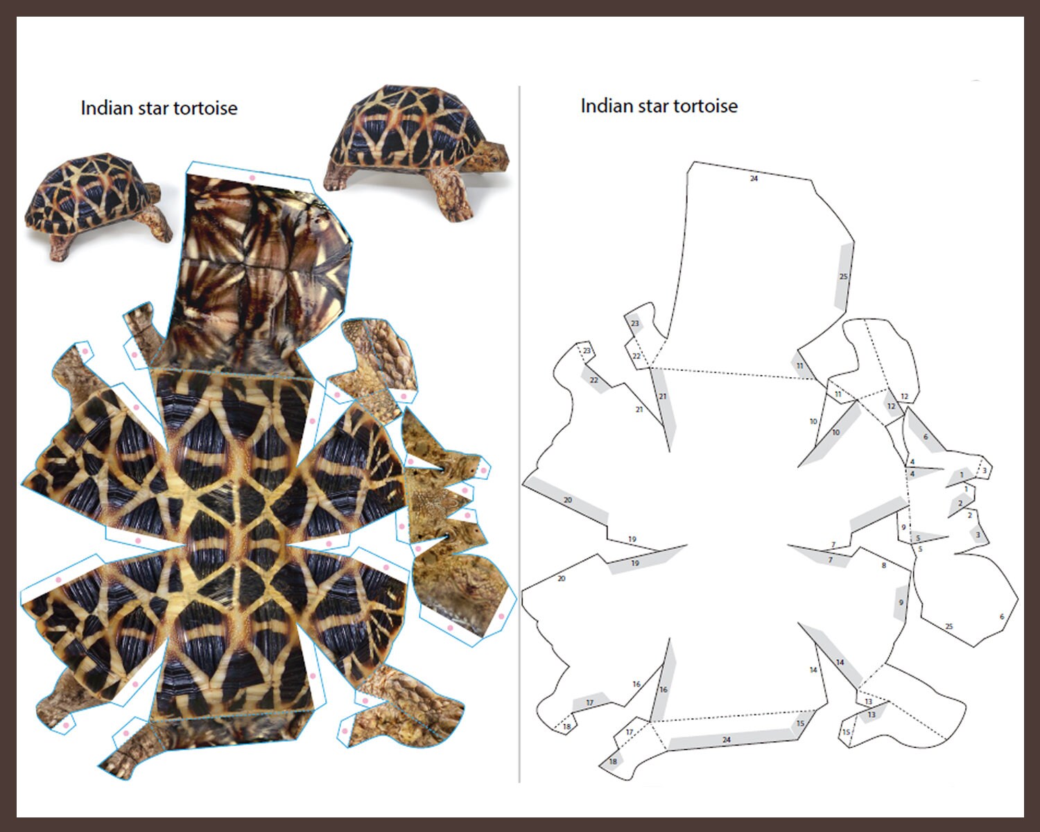 INDIAN STAR TORTOISE 3D Papercraft / Papercraft Model / 3d Printed ...