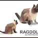 RAGDOLL 3D Papercraft / Ragdoll Cat Paper Craft / Kitten 3d Papercraft ...