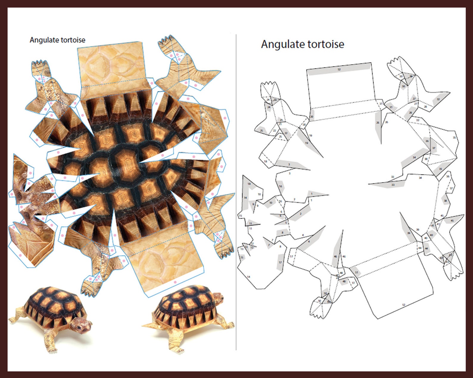 ANGULATE TORTOISE 3D Papercraft / 3d Origami / Paper Model / Animals 3d ...
