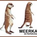 MEERKAT 3D Papercraft / Meerkat Sculpture / Meerkat Papercraft Model ...