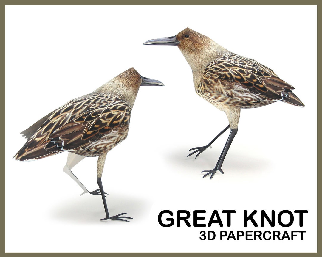GREAT KNOT 3D Papercraft / Birds 3D Papercraft / Papercraft Animals ...