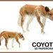 COYOTE 3D Papercraft / DIY Pdf Templates / Paper Craft Coyote / Diy 3d ...