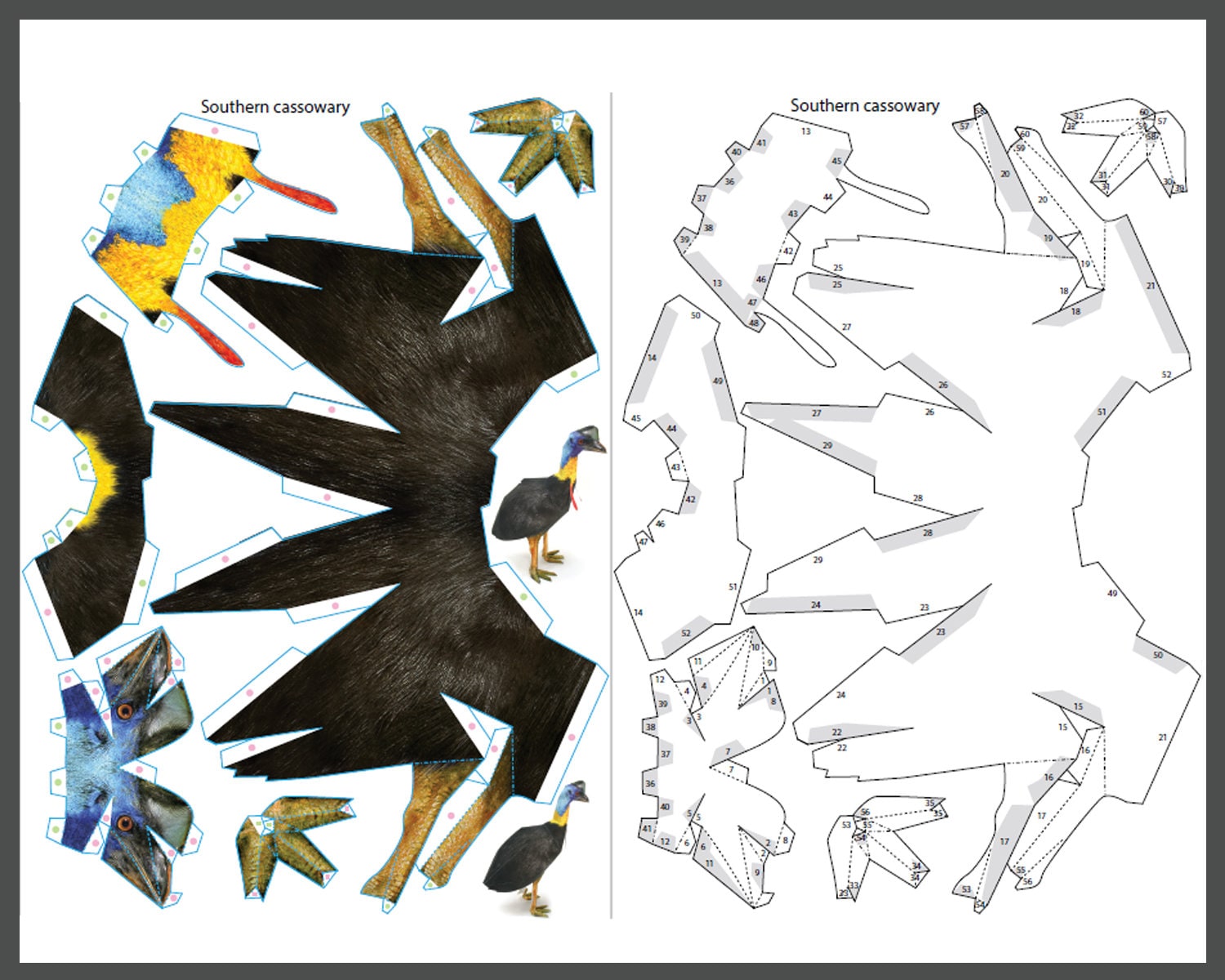 SOUTHERN CASSOWARY 3D Papercraft / Southern Cassowary DIY / 3D ...