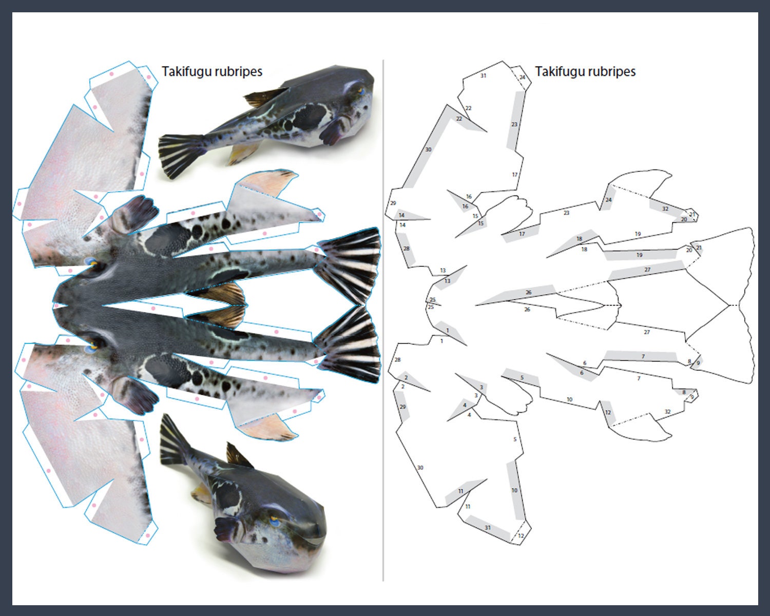 TAKIFUGU RUBRIPES 3D Papercraft / 3d Origami Fish / Papercraft Animals ...